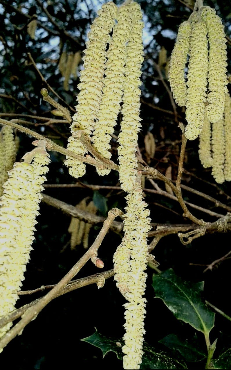 What is the Purpose of Poetry?. Is the brain hardwired to embrace or ...