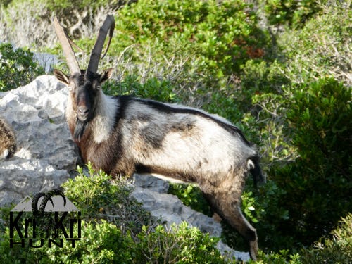 https://krikrihunt.eu/what-you-never-heard-this-before-goats-can-swim ...
