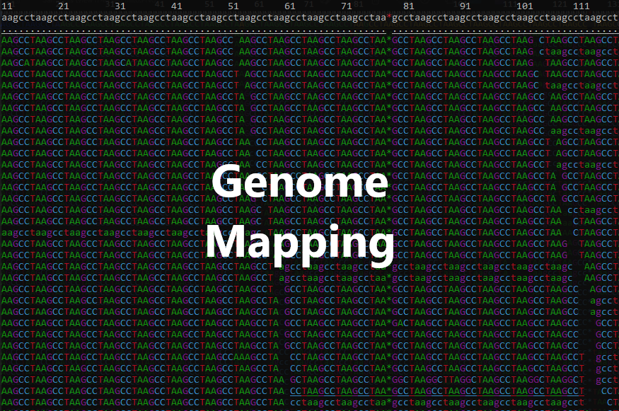 A Beginner’s Guide to Genomic Data Analysis: Samtools and Visualizing Genome Mapping in IGV | by ...