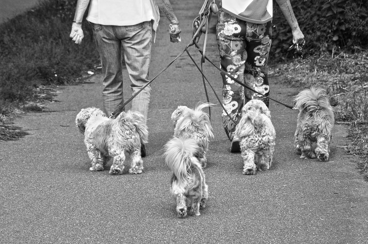 7 Dog Walking Advertising Ideas Sure Fire Ways To Get Clients Medium