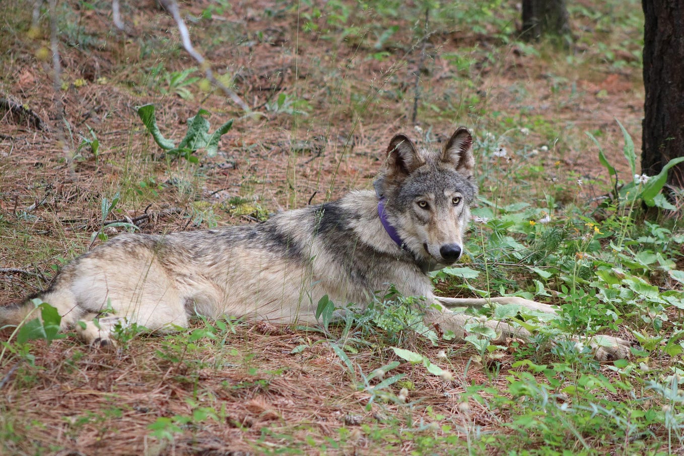 Remembering OR-7, the Wolf Who Journeyed Back to California | by Amaroq ...