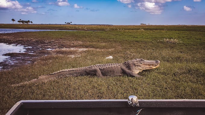 Understanding How the Everglades Food Web Sustains Biodiversity ...