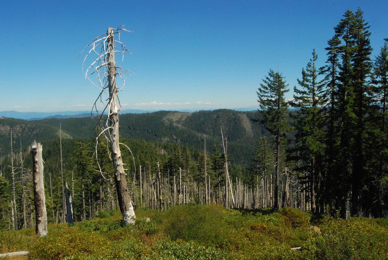 Black-tailed deer ecology in Oregon | by MyODFW | Medium