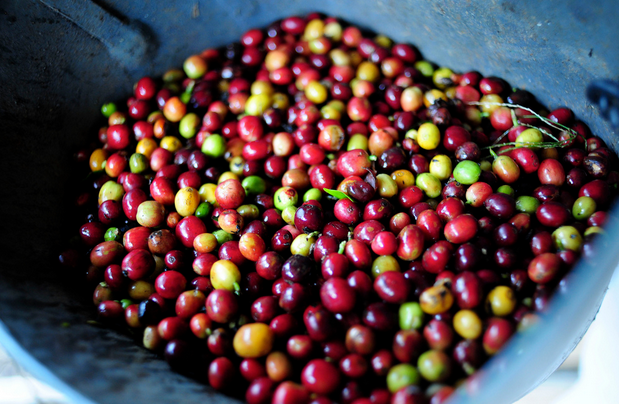 The Bitter Truth About Starbucks Coffee | by Brian Stoffel | Medium