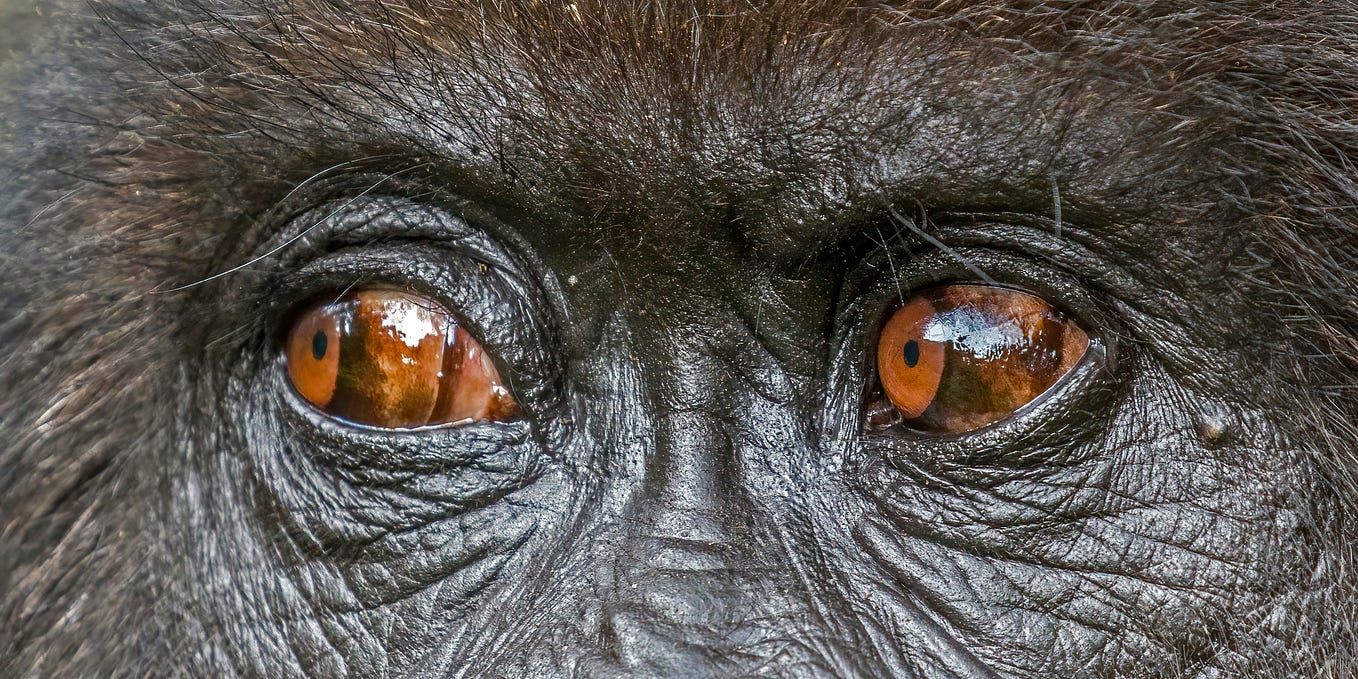 How much evidence have scientists found for human evolution? | by John Hawks | Medium