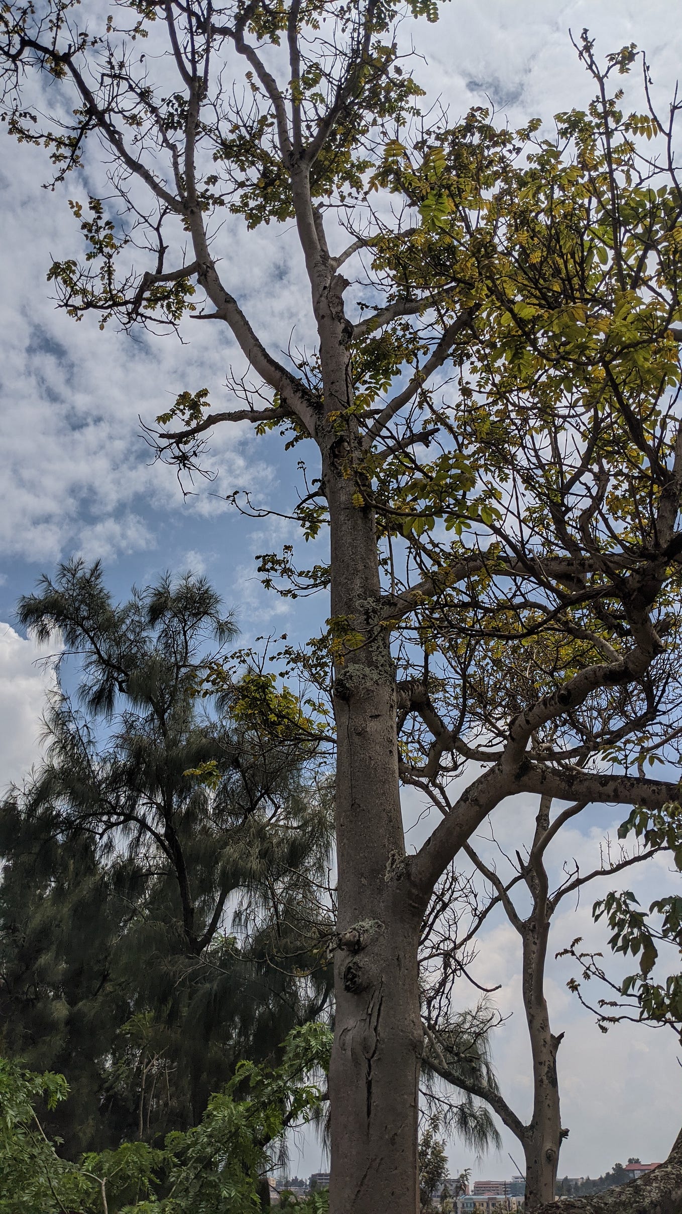 Understanding Basic Object Oriented Programming With C By Michael Okoh Trojan Codeburst