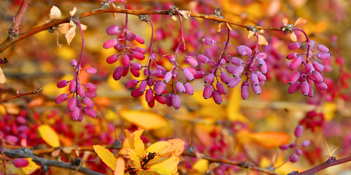 Biodynamic Farming: A Cornucopia of Interconnection | by A Voice for ...