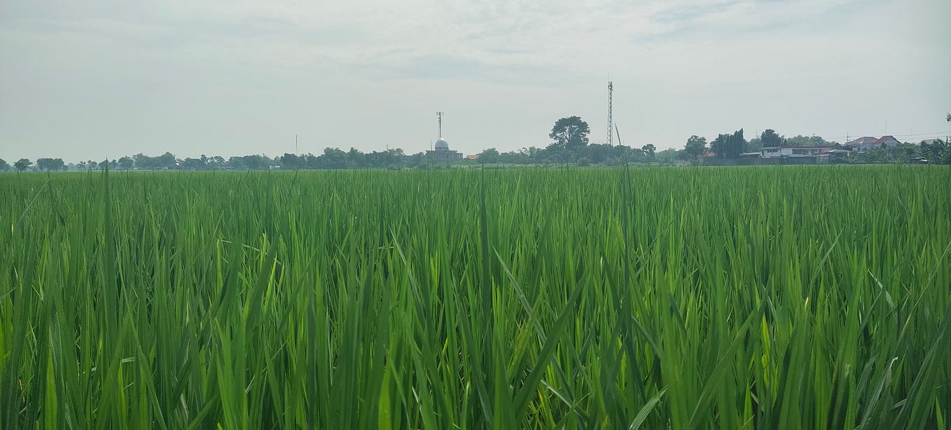 Foto pematang sawah yang tertanam padi - Rikoprakosa - Medium
