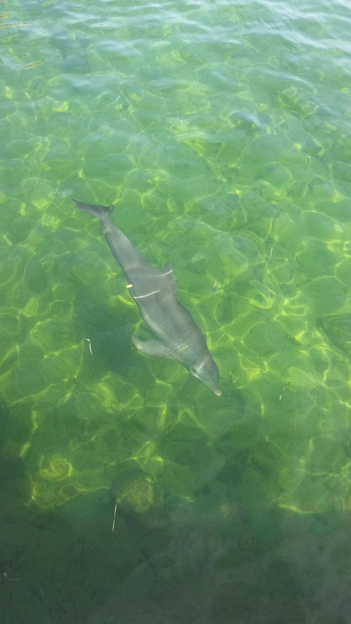 Ssl Error Syscall Error From Internet Searches We Can Find A… By Steve Lee Medium