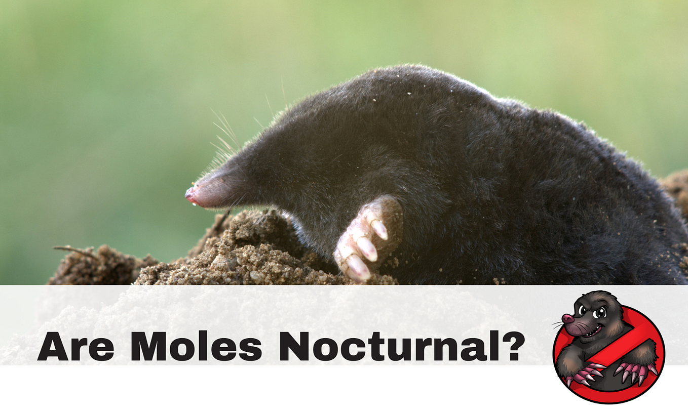 Do Moles Bite? | by Spencer Hill | Feb, 2025 | Medium