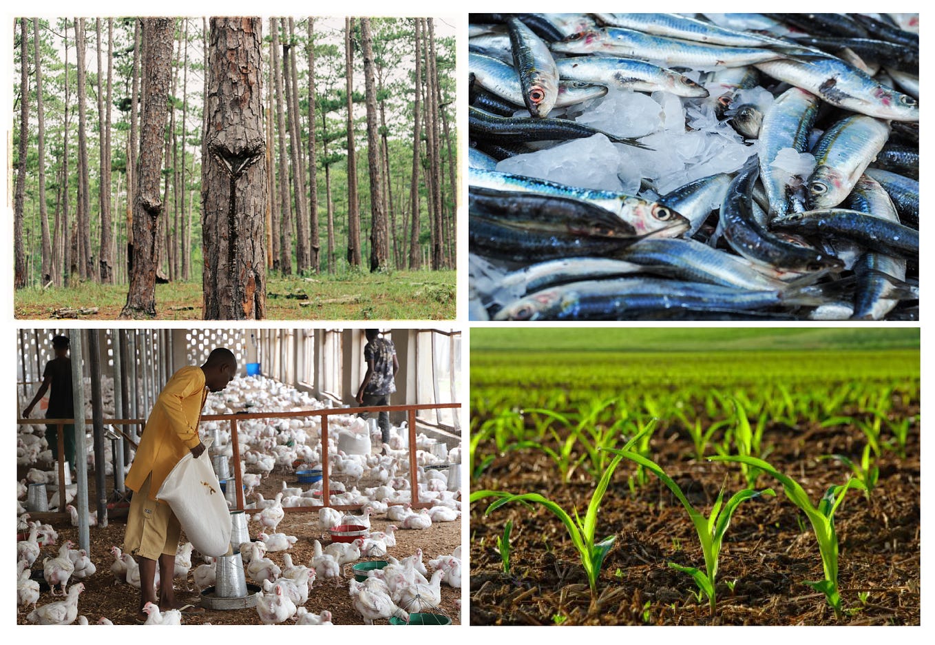Growing Together: Empowering Rural Development Through Agribusiness ...