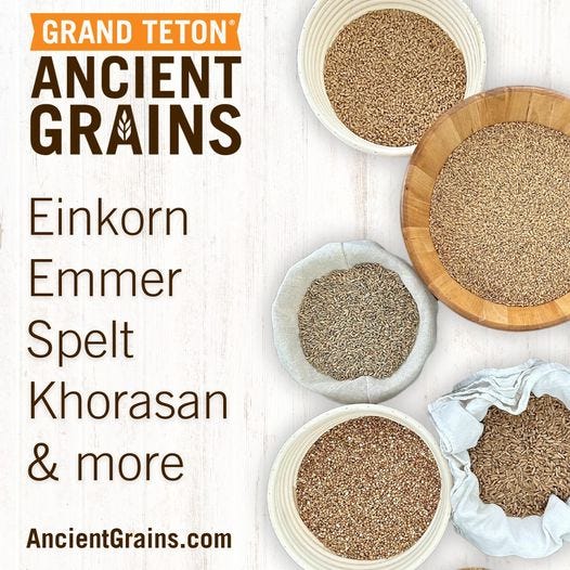 Discover the ancient power of Khorasan wheat: The ancestral grain of ...