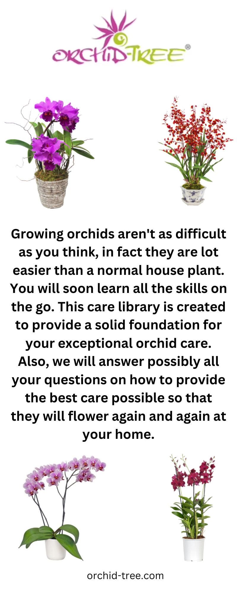 Ground Orchid | Orchid-tree.com - Enticing Flowers - Medium