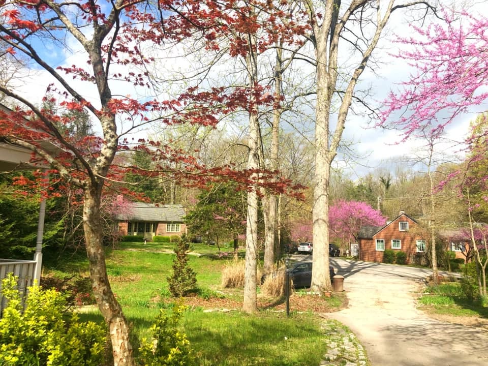 An Ode to Southern Women. “It’s not just moonlight and… | by Crystal ...