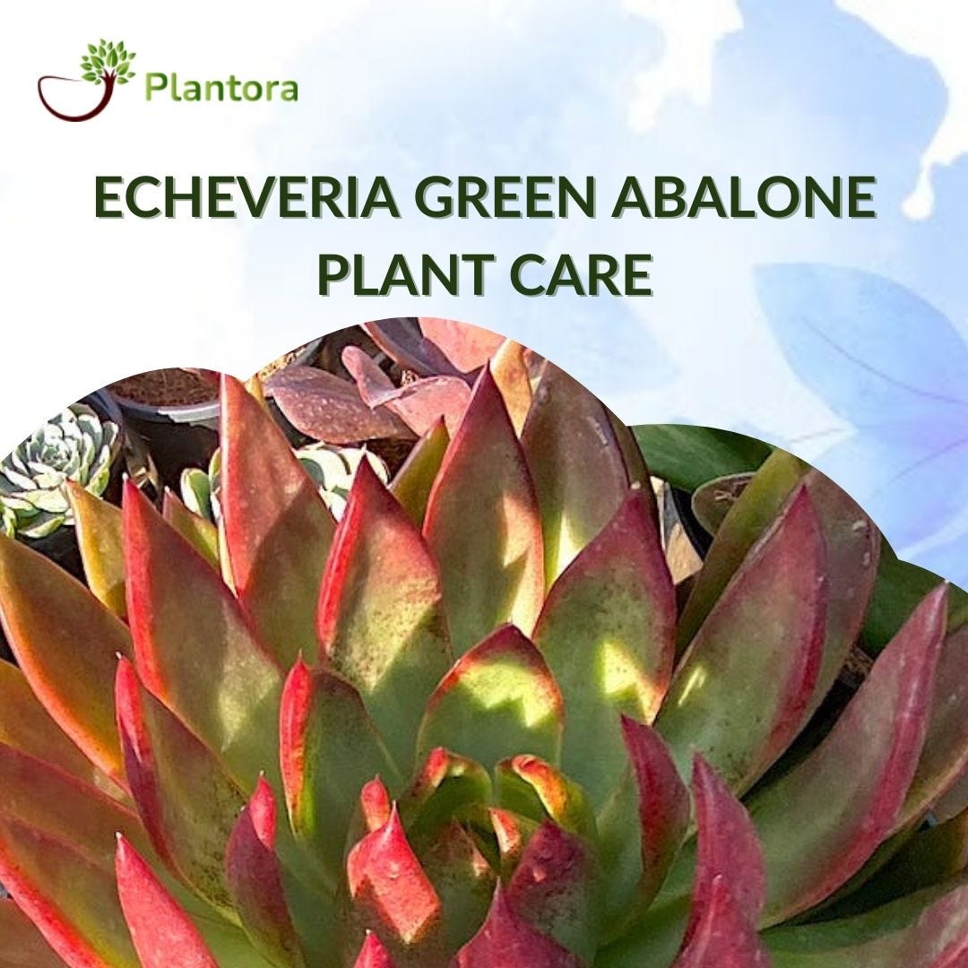Use Free plant identifier and best plant care app PLANTORA for better take care of pothos ...