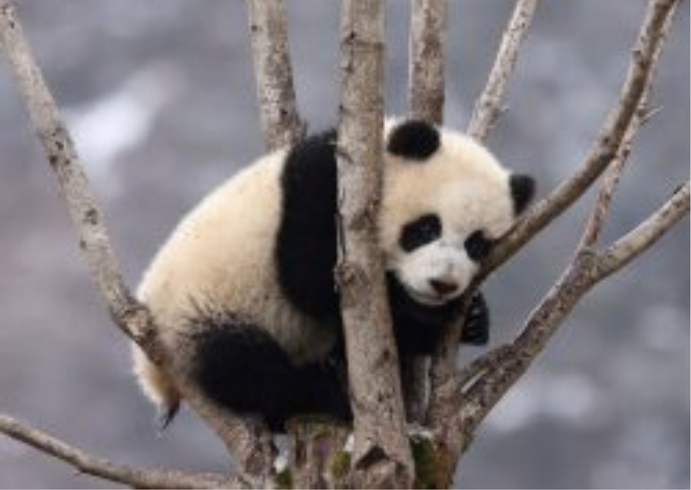 Why on Earth would a Start-Up adopt a Panda? | by Aylin | Pandi English ...