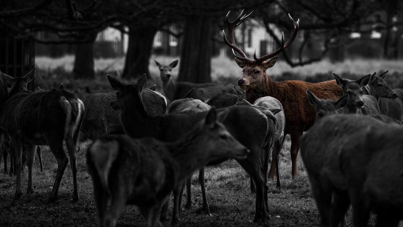 Multiple Exposure. Layering in photography… | by Spencer Wade | Medium