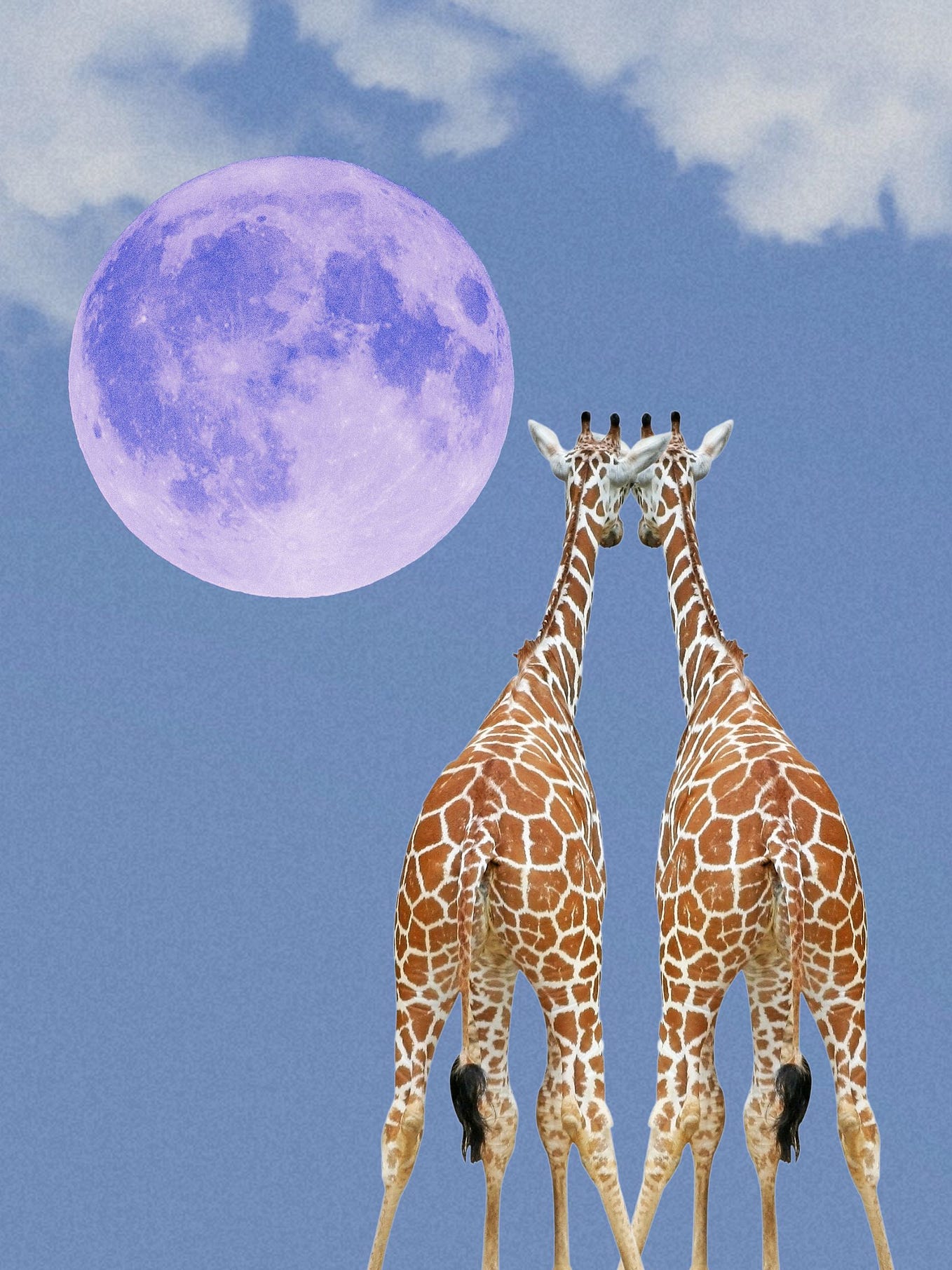The Evolution of Virtual Pets: How Zoo Labs is Changing the Game | by ...