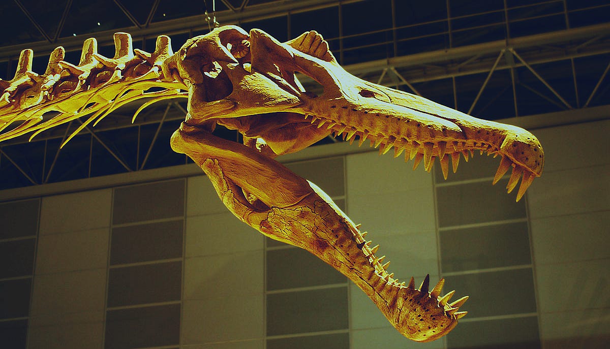 Barinasuchus: The Largest Terrestrial Predator of the Cenozoic | by ...