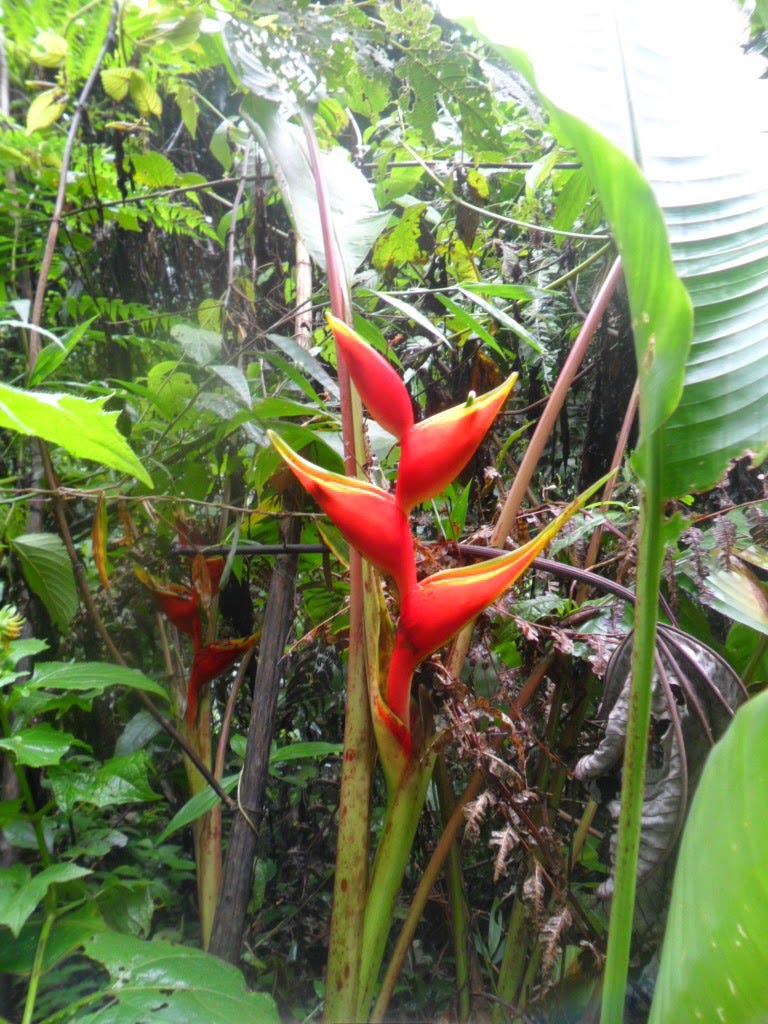 ECOTURISMO SOCOPO C.A. Vea a vivir la aventura en Venezuela… | by ...