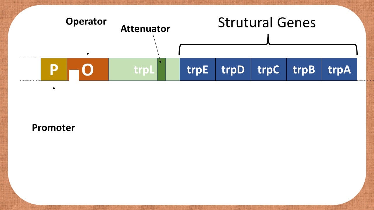 Tryptophan Operon