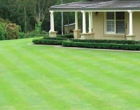 Grow a Beautiful Green Lawn Easily With Kikuyu Grass | by Turf Supply ...