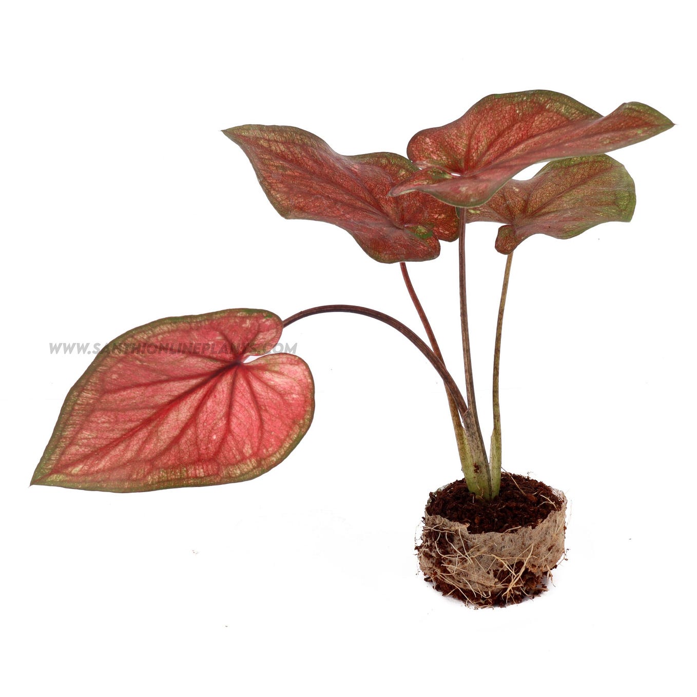 Caladium-Dragon-Heart. Buy the Caladium Dragon heart plant… | by santhi ...