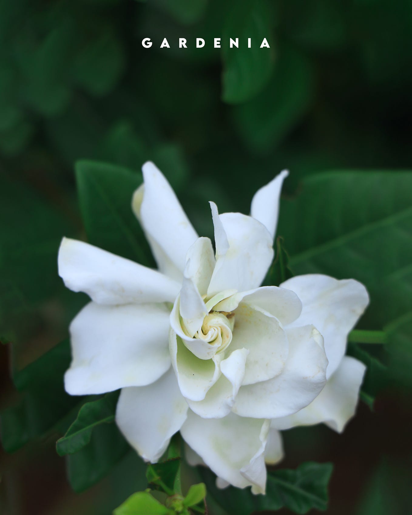 Tomato Plant - sepal petal - Medium