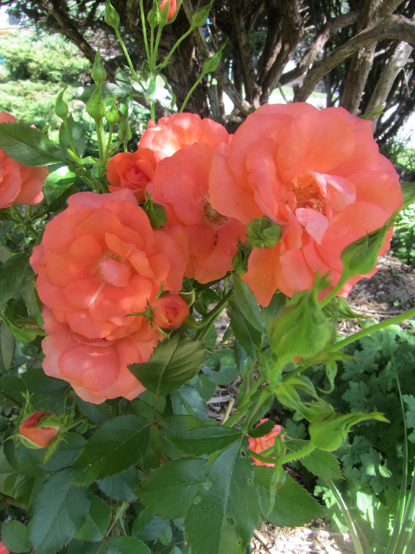 Wonderful to learn that these gorgeous birds of prey have had a successful resurgence. - Louise ...