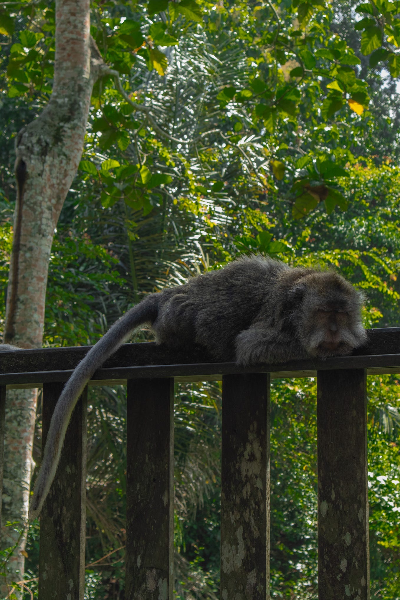 Bali’s Dark Side Explained With 7 Animals | by The Wired Wanderer | Bali in a few words. | Medium