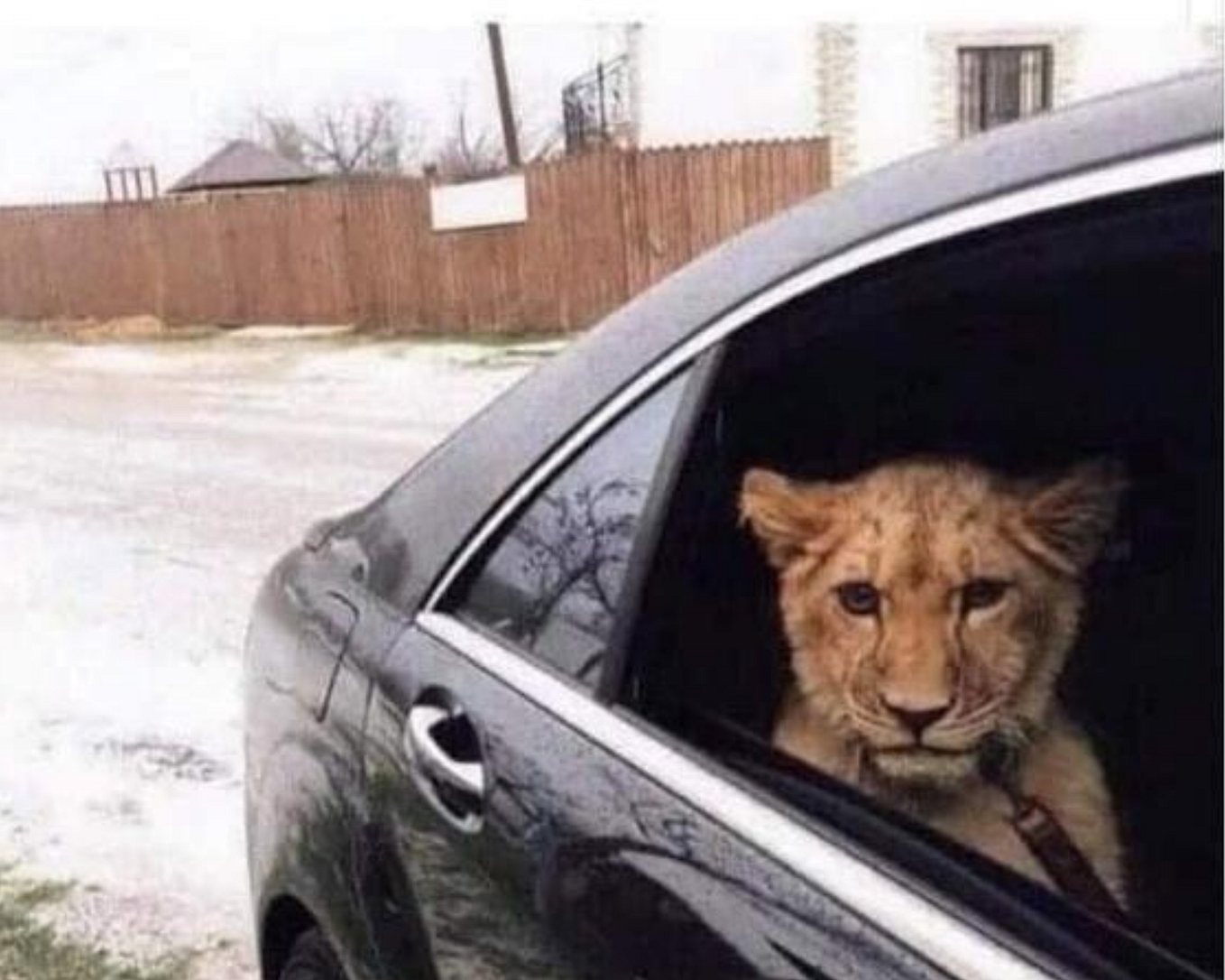 Me, Simba and Satoshi. Dear inhabitants of the crypto planet… | by Elite Mangudai AKA Simbatoshi ...