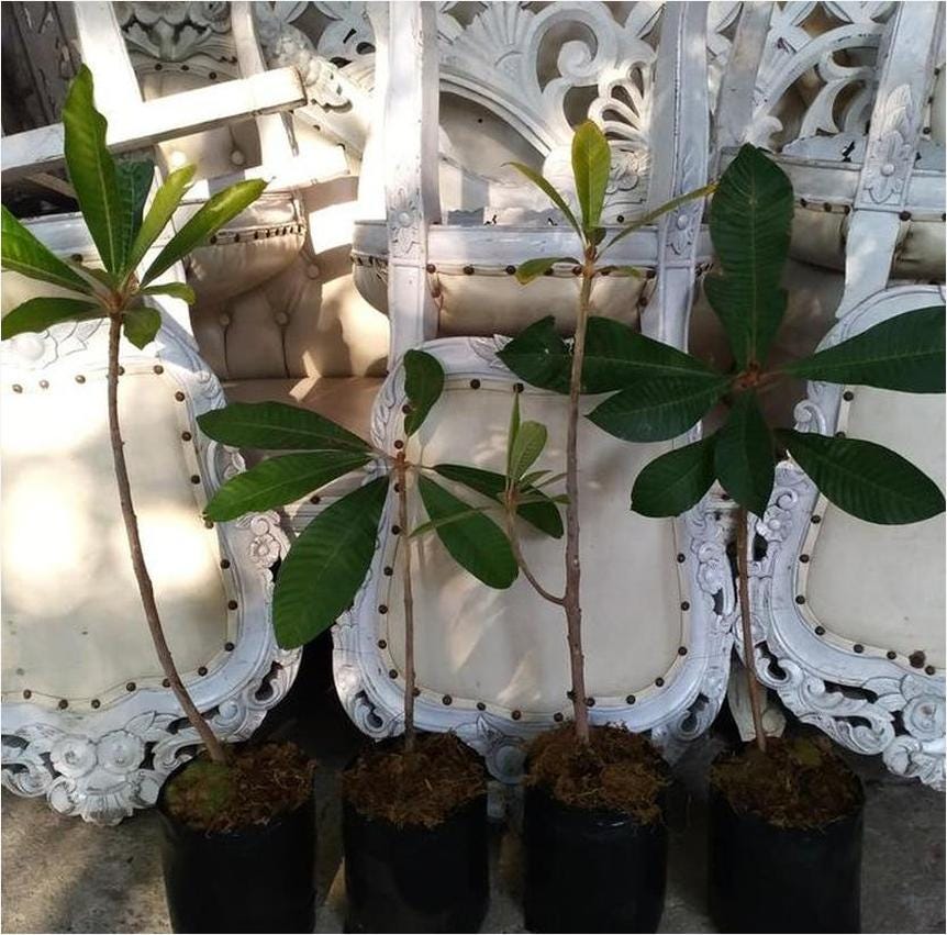 Pusat Pembibitan Bibit Cempedak Merah Kota Tarakan - Damarplantys - Medium