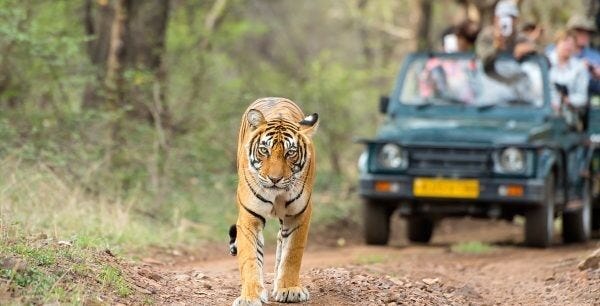 Here’s The Reason Why You Should Visit Nagpur’s National Park | by Wild ...