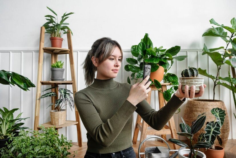 Lush Greenery: 5 Popular Leaf Plants for Tropical Gardens (PART 1) | by ...