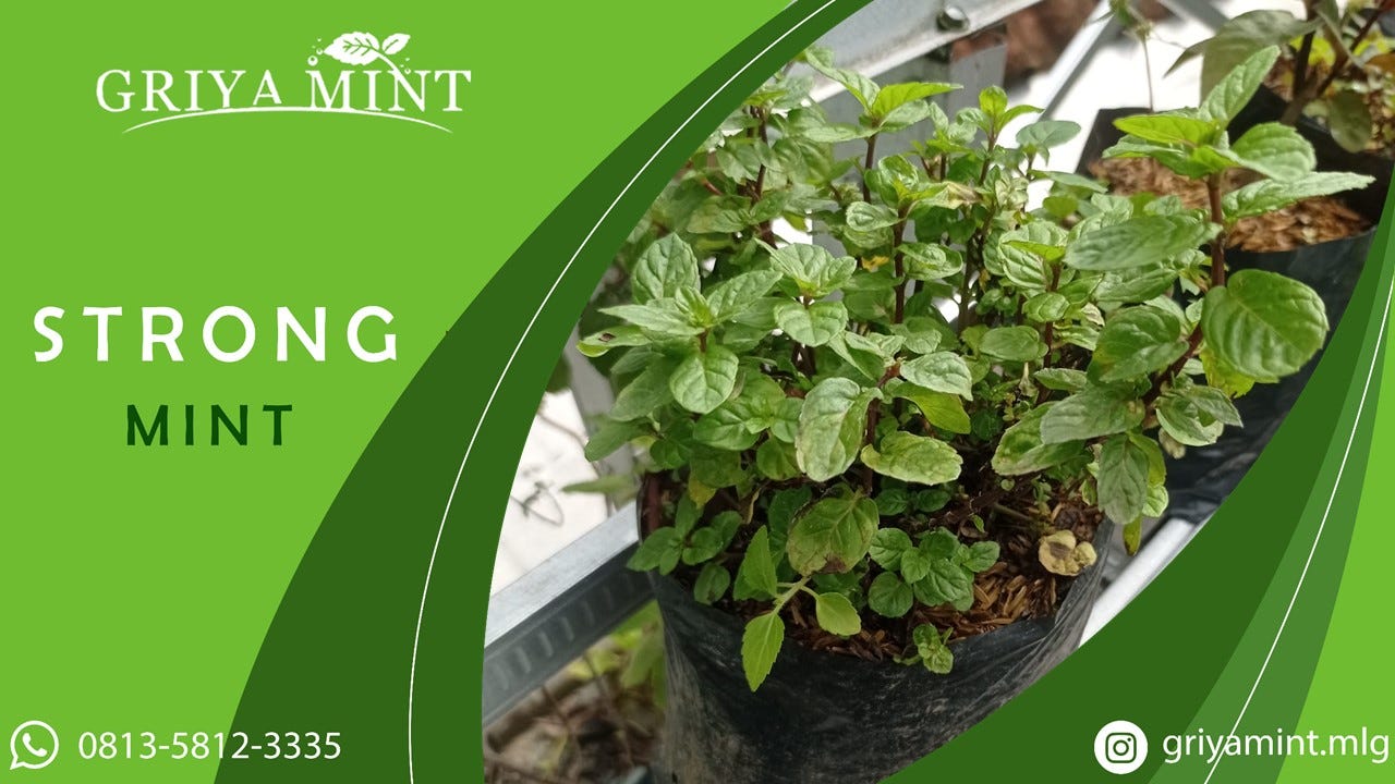 ASLI, Tanaman Strong Mint Malang - Bibttanamandaunungu - Medium