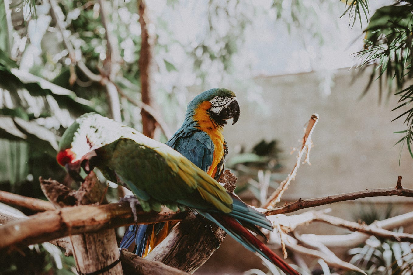 The Art of Perching: How and Where Birds Sit and What They Do | by Bird ...