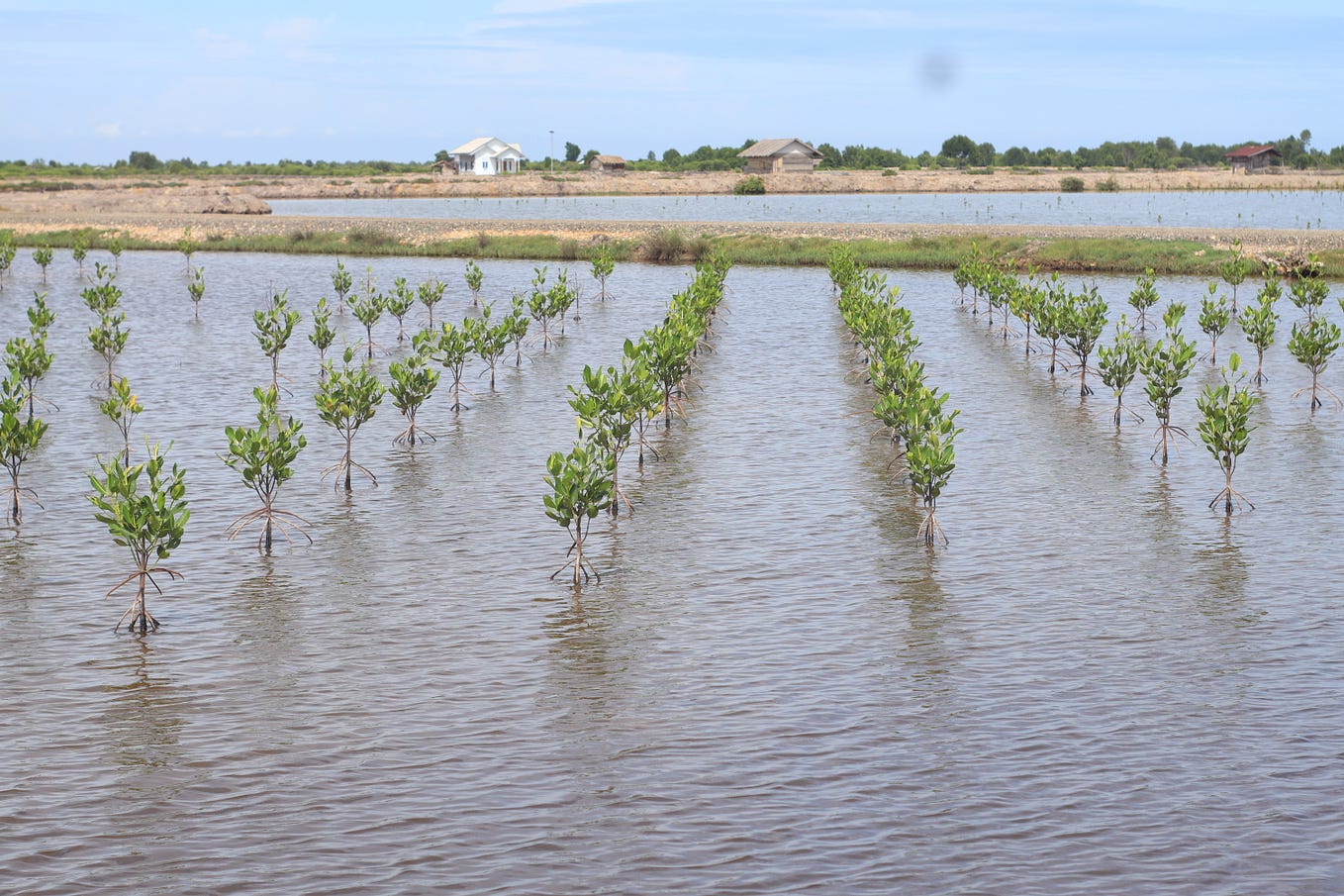 COP29: Article 6.4 Launched. What’s in it for Mangrove Restoration ...