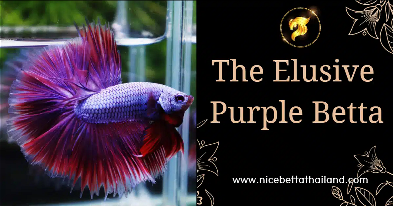 Betta Fish Life Expectancy - Nice Betta Thailand - Medium