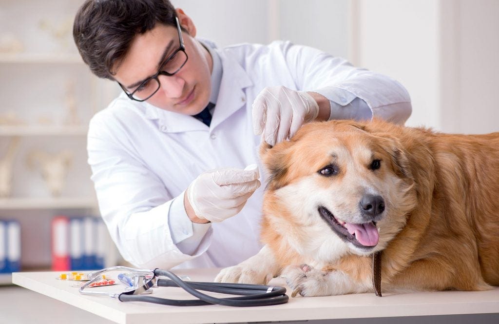 Ultimate Guide to Pet Insurance for Dogs: What You Need to Know | by ...