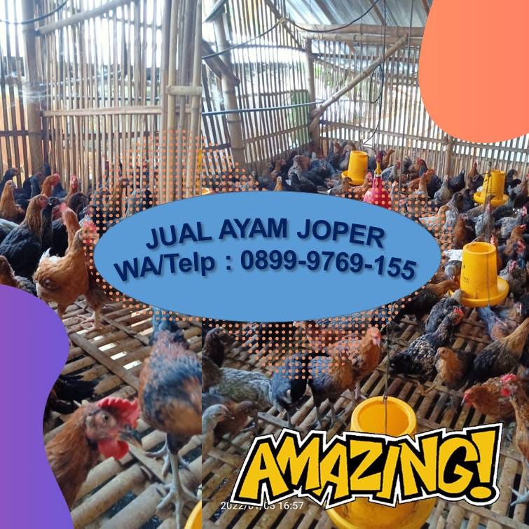 ENAK,Produsen Ayam Joper | Ayam Jawa Super | Ayam Kampung Super Balikpapan, WA : 0899–9769–155 ...