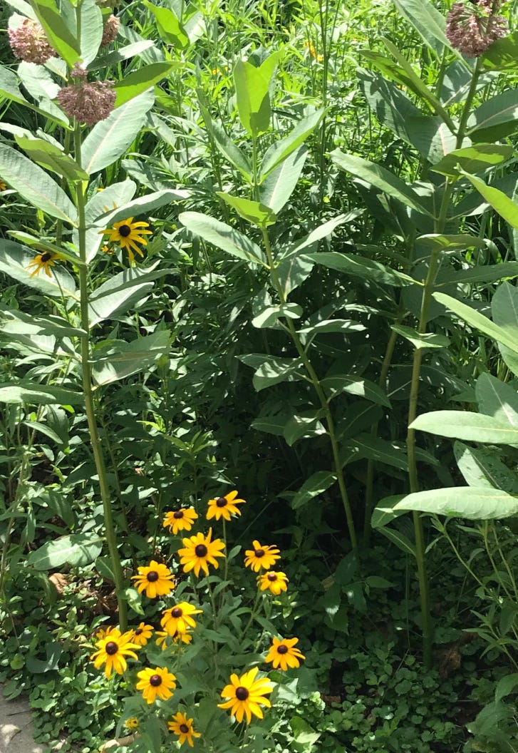 Micro-Prairie Quick Reference. Over the last couple of years I have ...