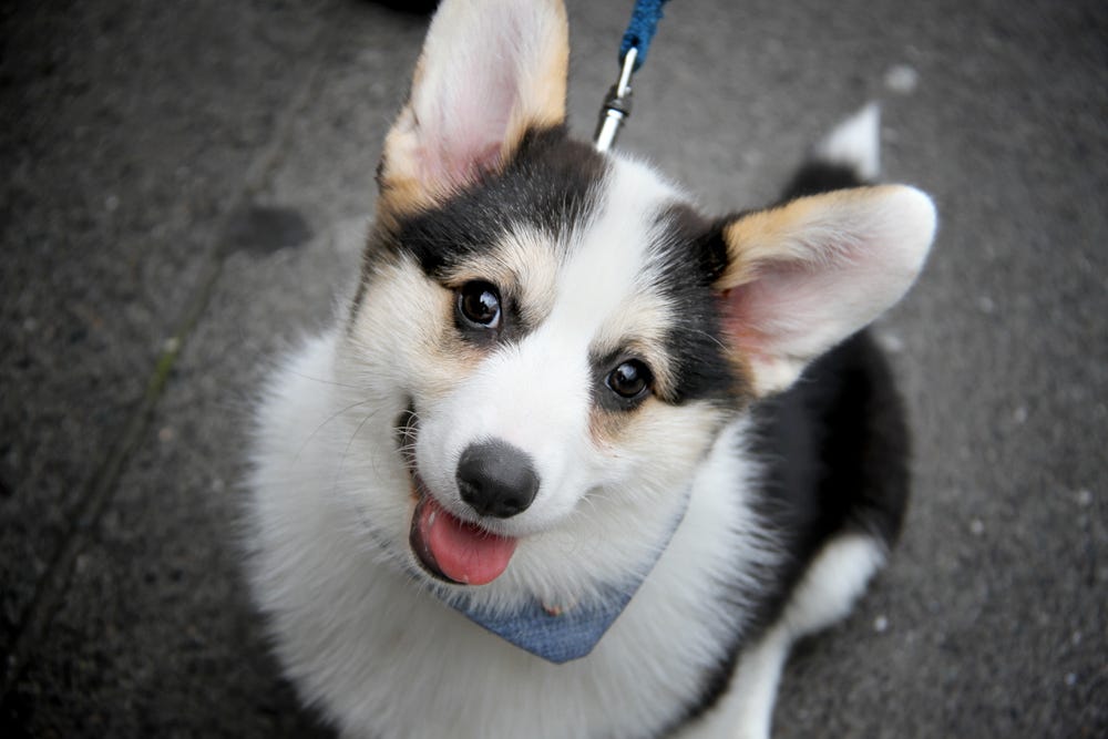 10 interesting facts about dogs. When it comes to the most popular pet ...