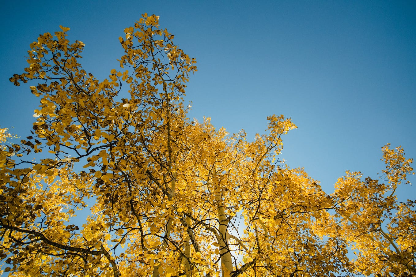 Four Fascinating Trees You Might Encounter In Louisville, KY | by Anna ...