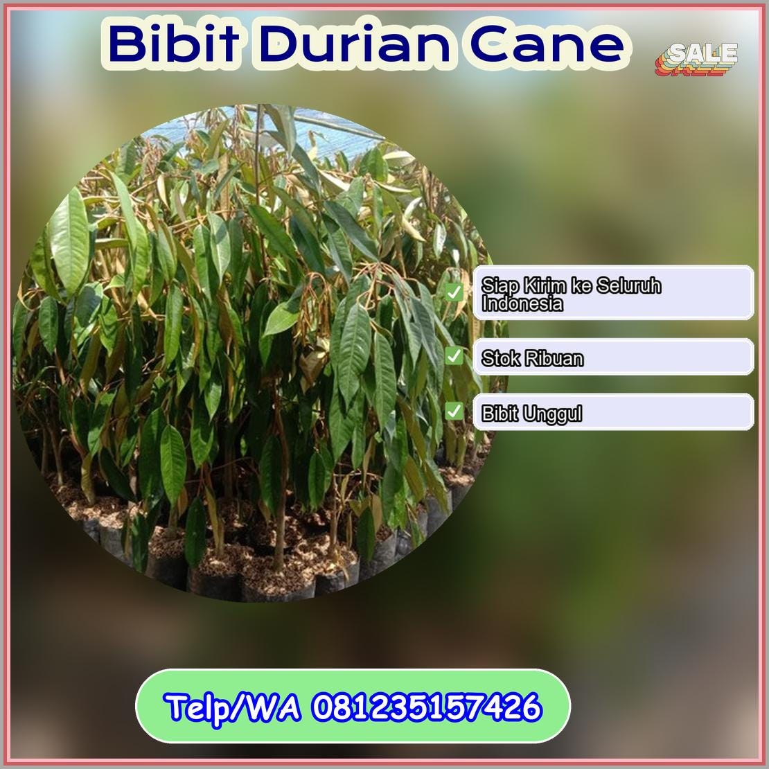 Bibit Anggur Berbunga Jenis Dubovsky Pink Import Kuningan | by zahrah ...