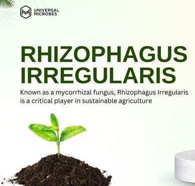 Rhizophagus Irregularis Spores: Purchase for Improved Soil Health ...
