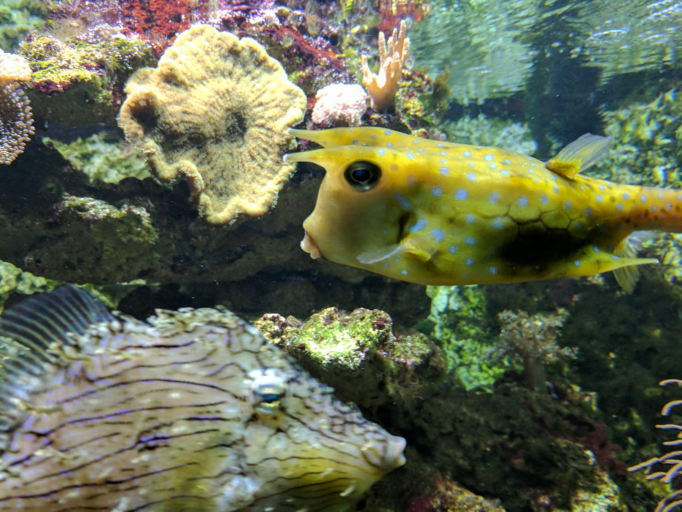 Using Transferstate Api In An Angular V5 Universal App By Philippe Martin Angular In Depth