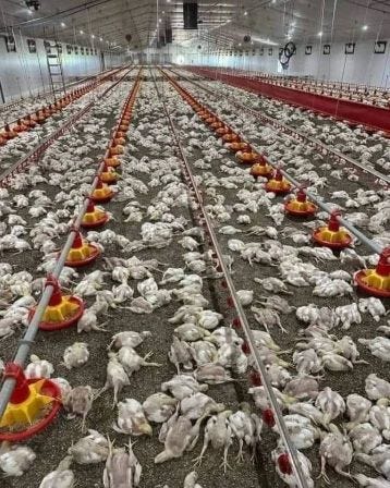 IoT in Poultry Farming enhancing Efficiency. | Medium