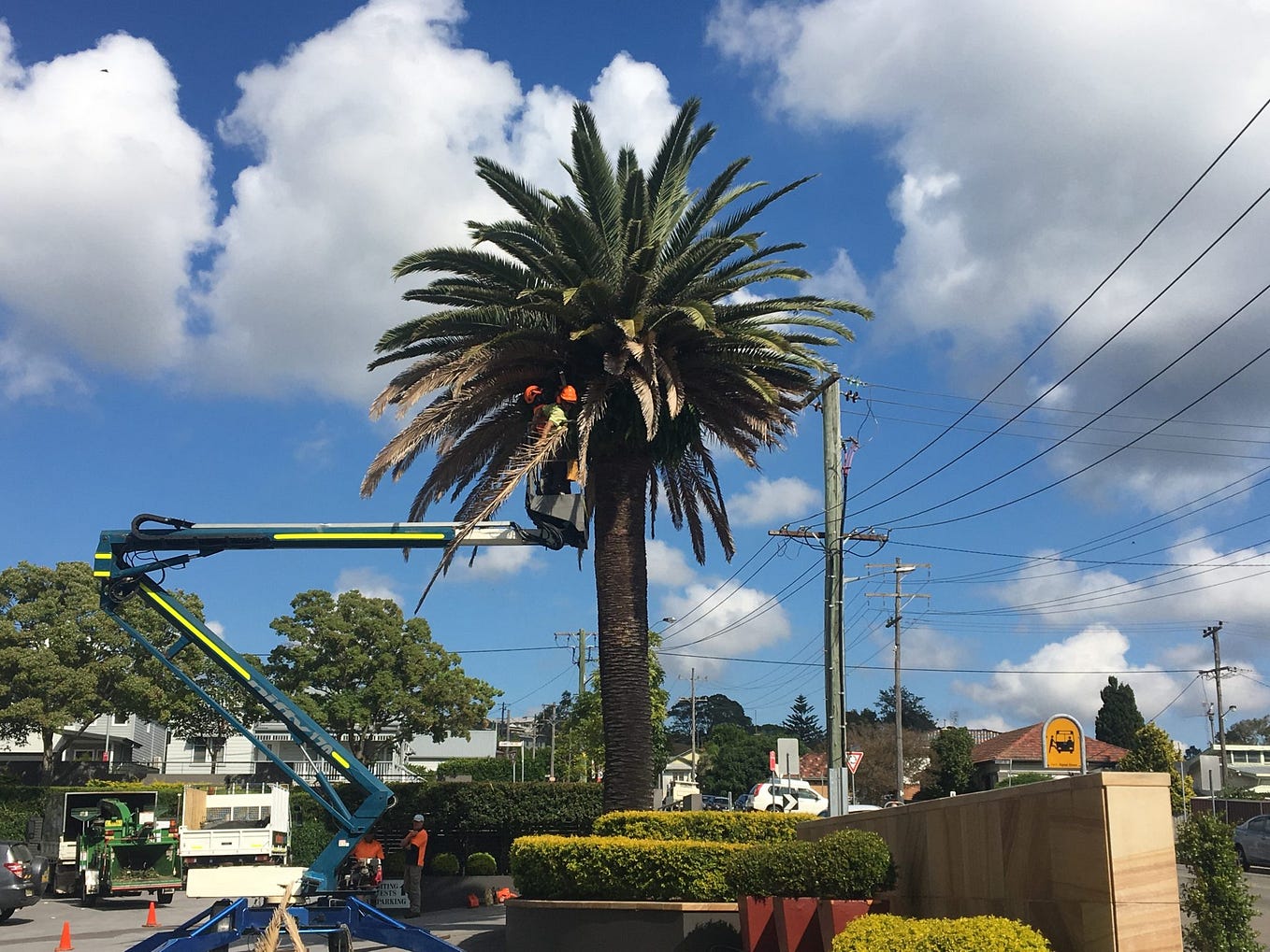 Tree Lopping Newcastle. We are the tree specialists; remove… | by ...