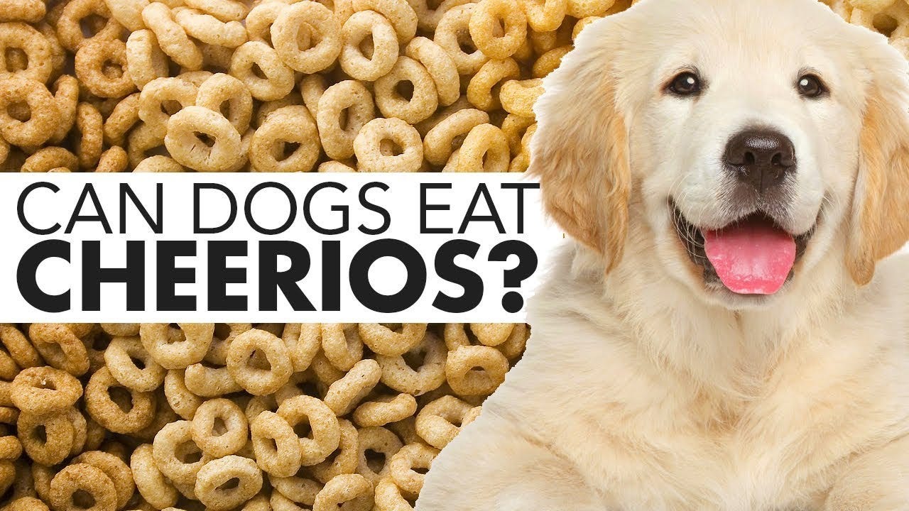 Can Dogs Eat Potted Meat? A Must-Read for Dog Owners | by Joshbuttler ...