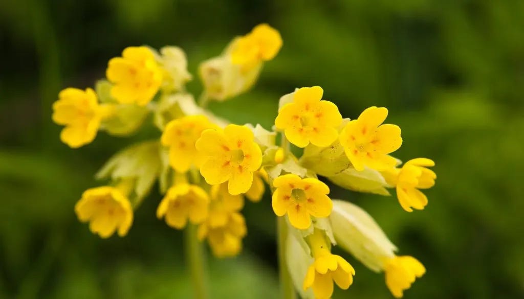 Botanical Adventures in Parku Krasta | by Flora Shqiptare | Medium